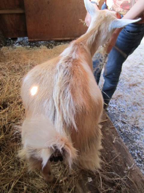 Bloat in Goats :: Pasturas Los Alazanes