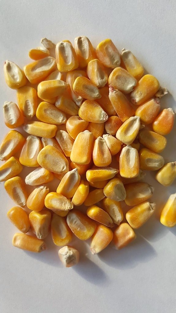 Whole Corn - Pasturas Los Alazanes