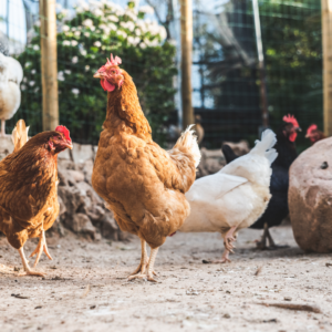 Summer Flock Care: How to Keep Chickens Cool - Pasturas Los Alazanes